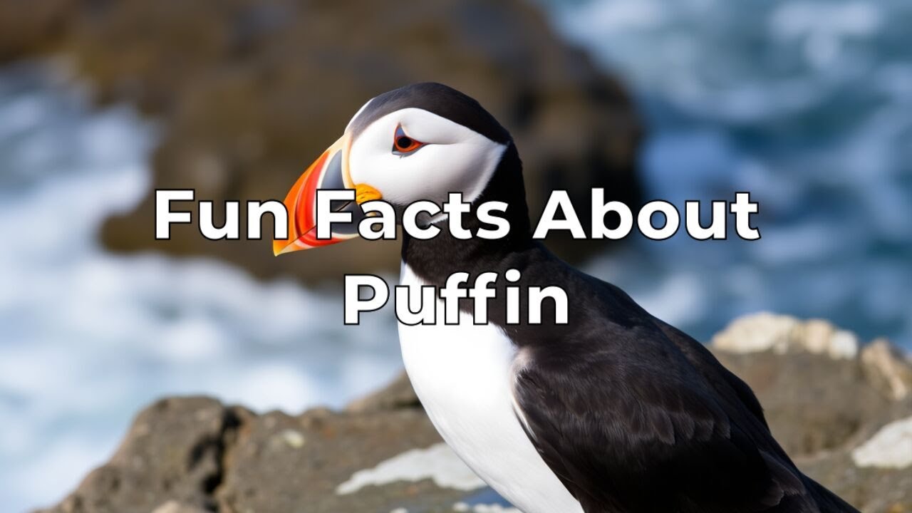 Fun Facts About Puffin - YouTube