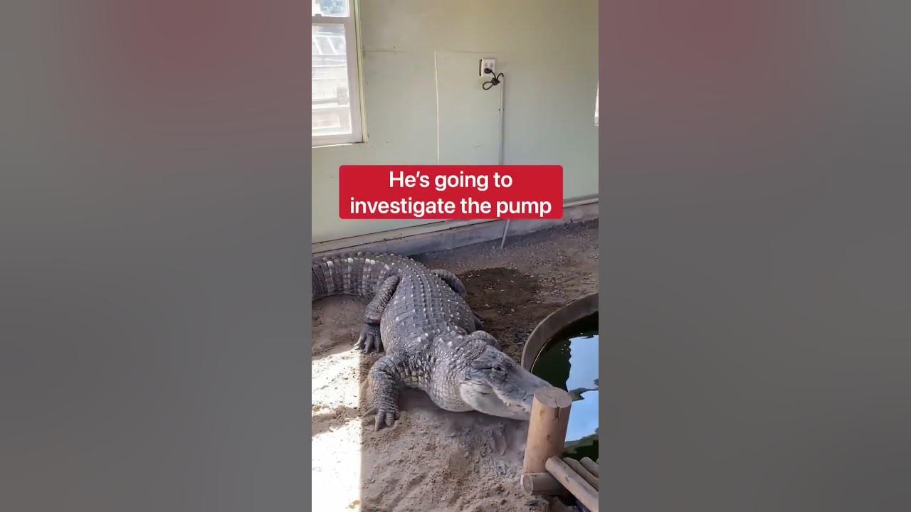 Draining Alligator Pool With Giant Alligator! 😱🐊 #shorts #aligators # ...