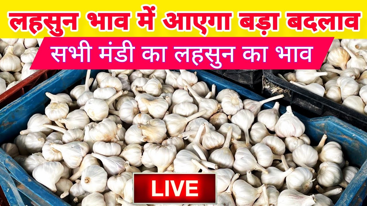 4 January 2025 || lahsun rate today || Ujjain mandi lahsun bhav ...