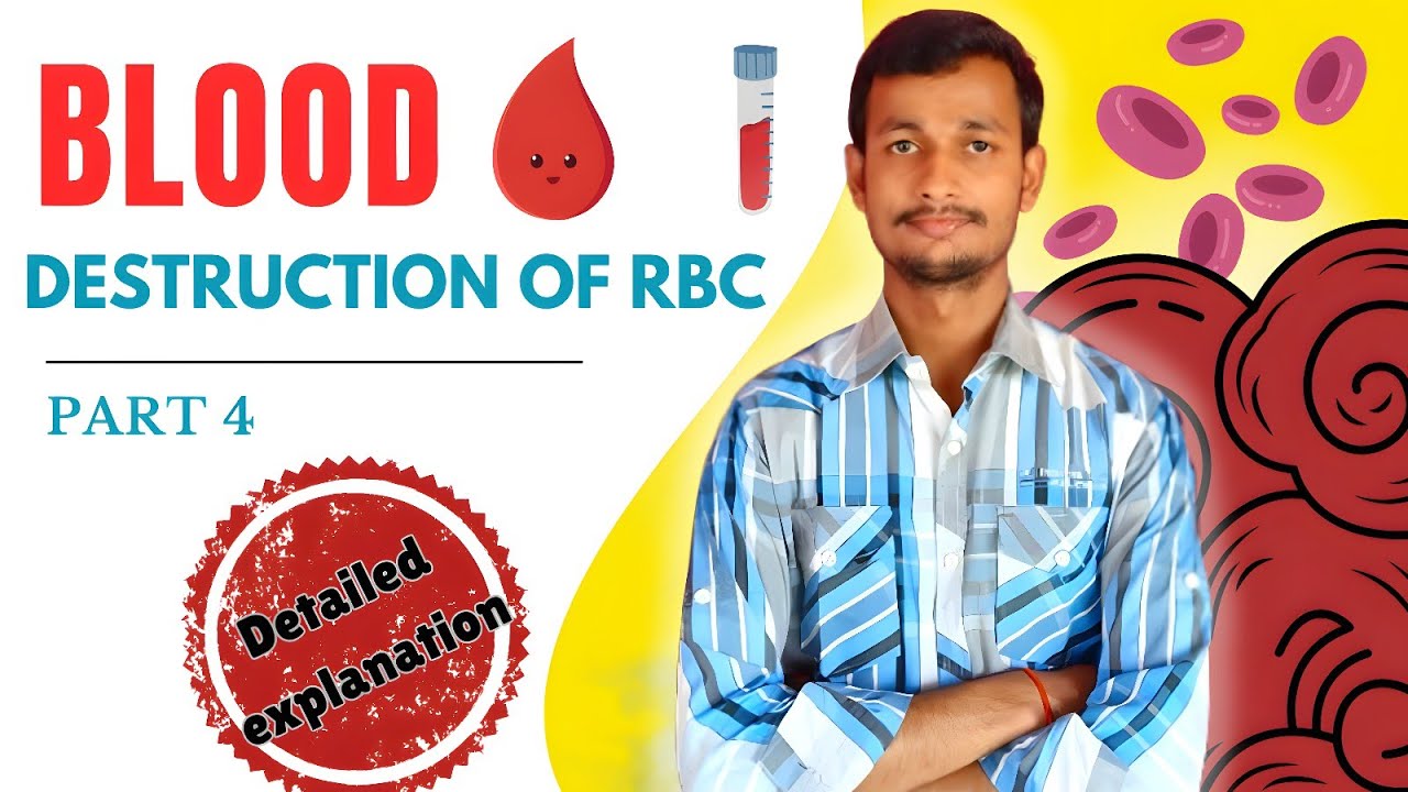 Destruction Of RBC's PHYSIOLOGY | FATE OF RBC | BLOOD Part 04 - YouTube