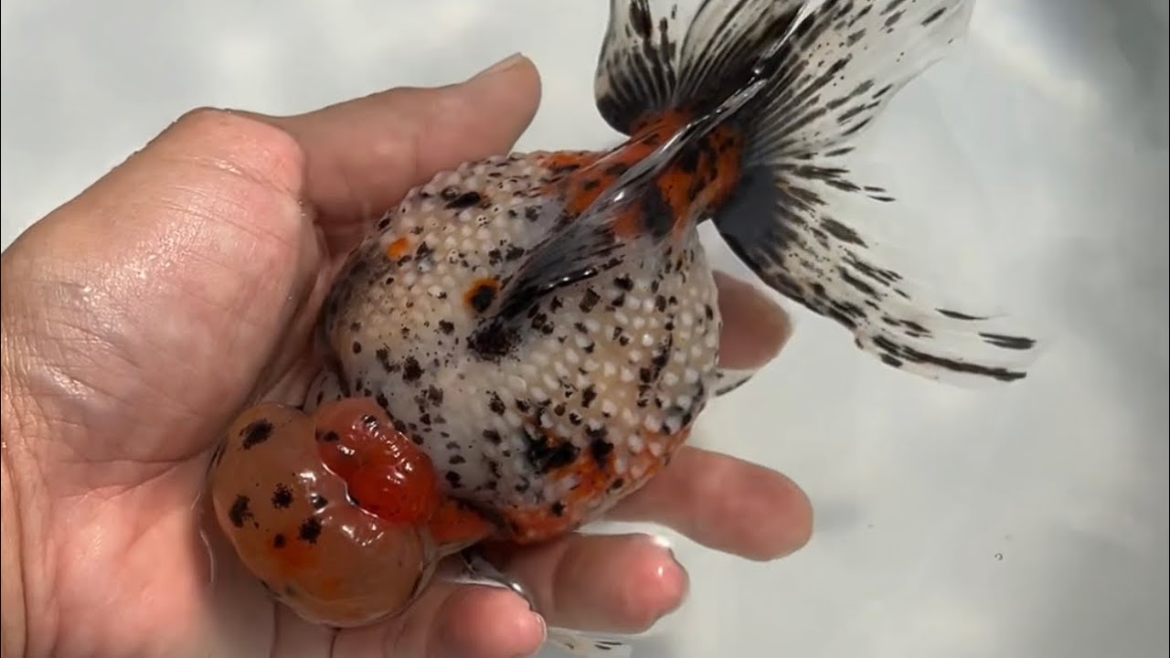 Beautiful Zhao’s Crown Pearlscale 美丽的赵氏皇冠珍珠金鱼 - YouTube