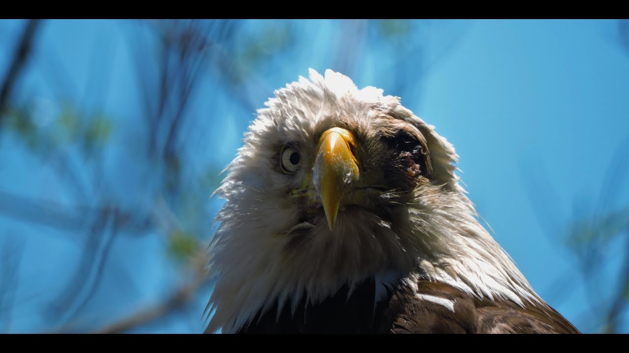 ONE-EYED BALD EAGLE!!! Point Pelee Adventure Weekend Part 2 - The Bird ...