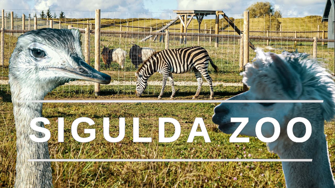 Sigulda zoo - YouTube
