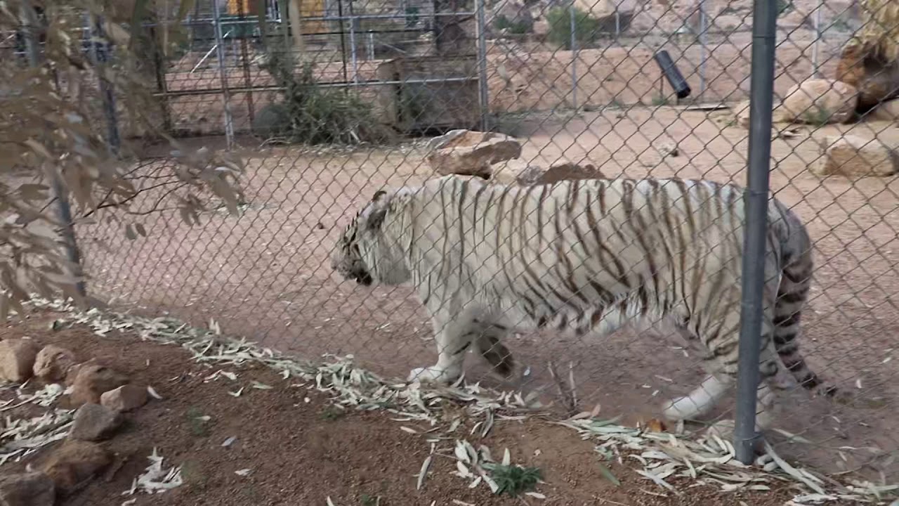 White Bengal Tiger with howling Coyotes - YouTube
