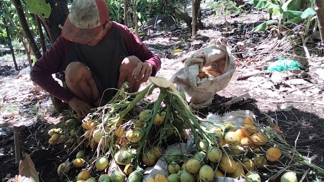 PANEN JAMBE /PINANG (WANGI) - YouTube