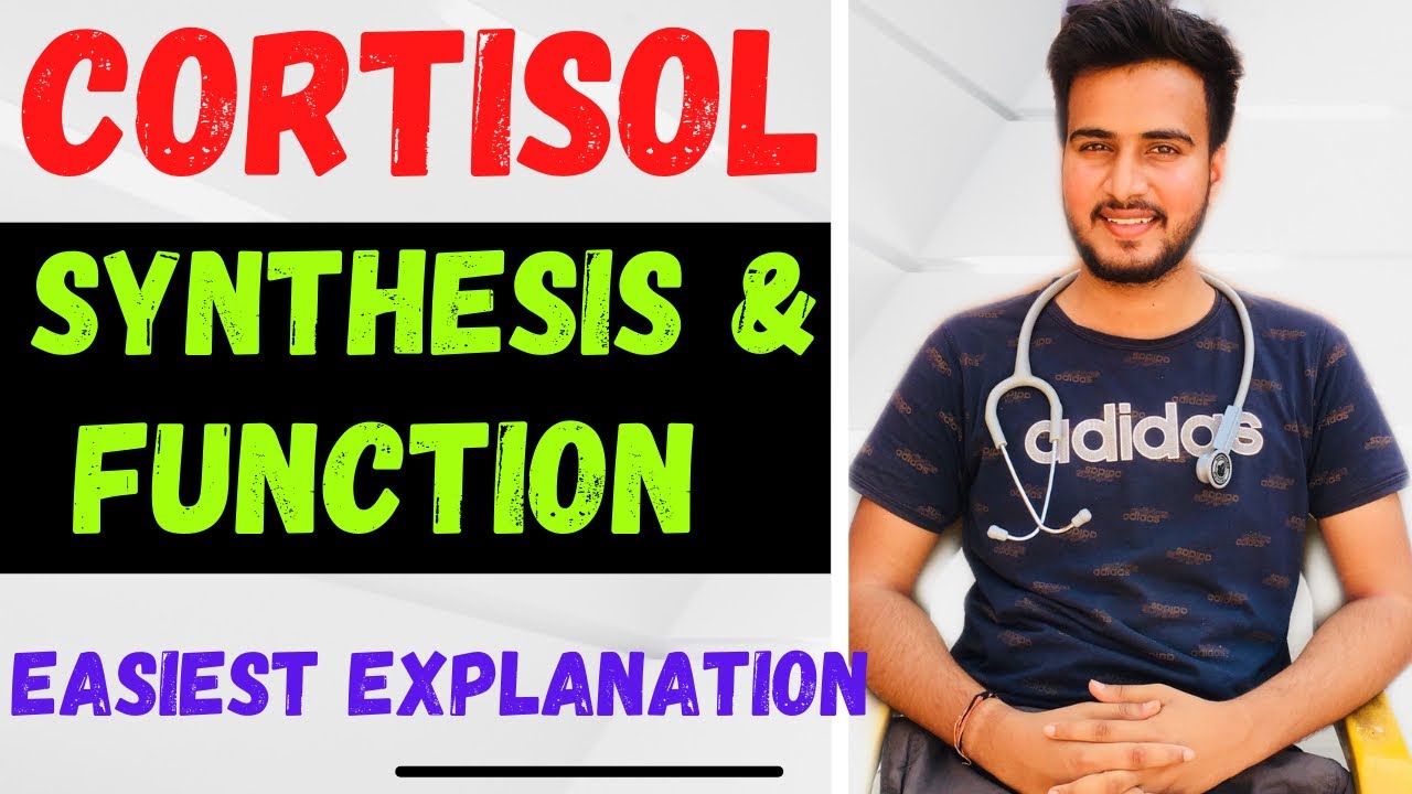 CORTISOL HORMONE- SYNTHESIS & FUNCTION - YouTube