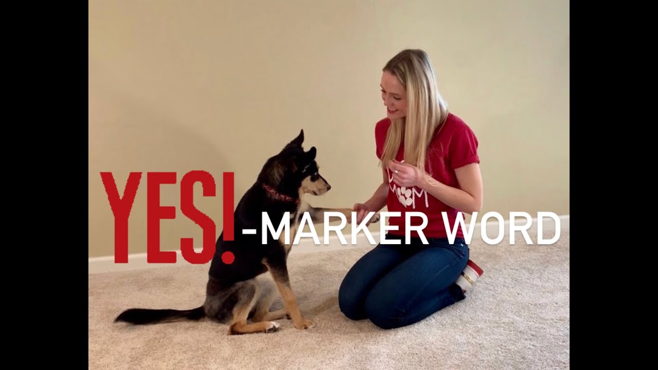 How to Use Marker Training - YouTube