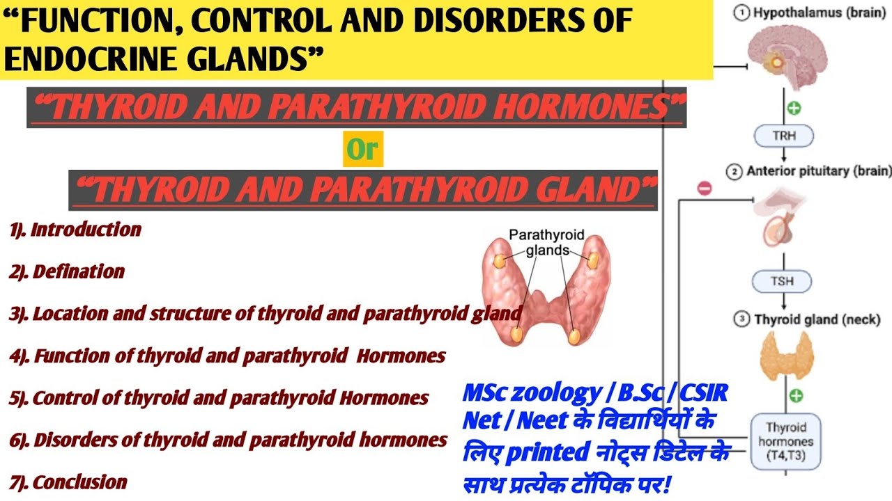 Thyroid and parathyroid hormones | Function, control and disorders of ...