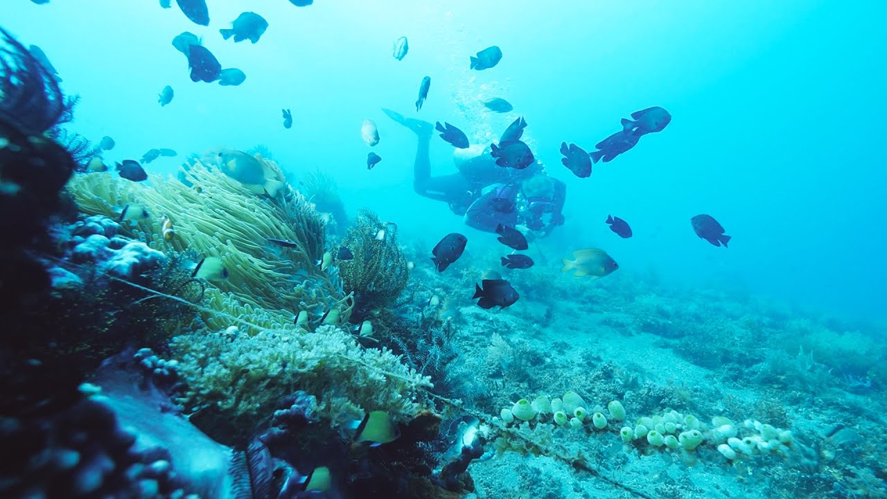 Underwater Sleep Soundscape - 6 hours of underwater ambience | Deep ...