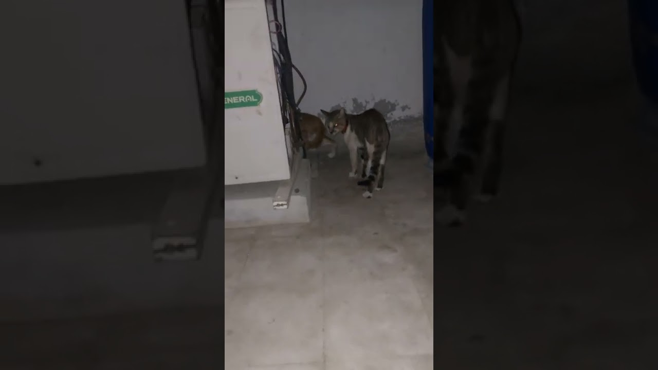 Cat Fighting Sound | (Play with Full Sound) - YouTube