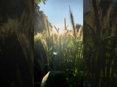 Təbiət videoları/ Güzel manzara videoları/ Nature/ Huzurlu kuş sesleri/ Huzur/ Kuş civiltisi/ Birds