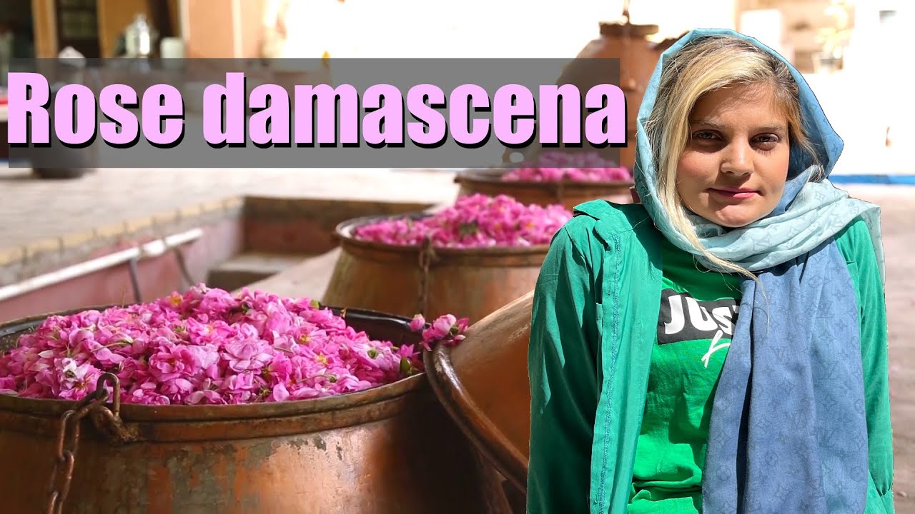 Rosa damascena City In Iran, Rose water (Persian: گلاب) is made by ...