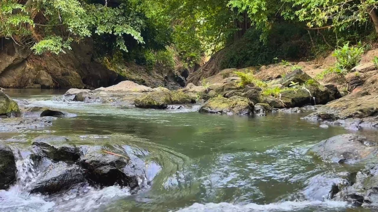 Forest Stream Sound - Relaxing River Sounds use for Relaxation ...