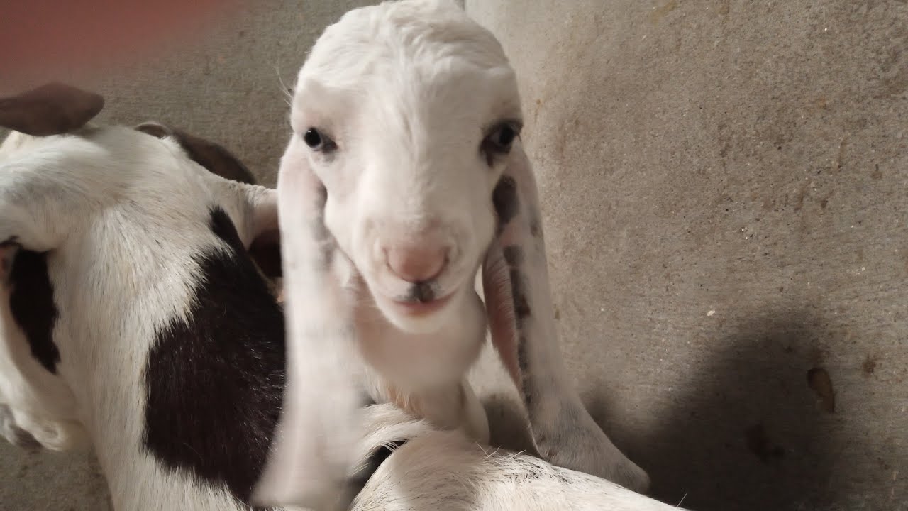 Baby goat juming video Most funny video - YouTube
