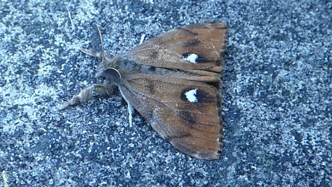 Vapourer Moth. - YouTube