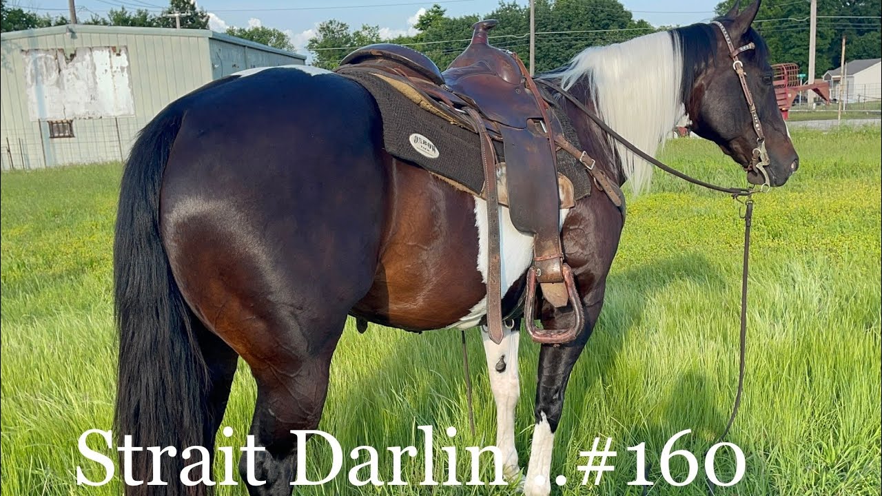 Clyde Thompson . Strait Darlin Hip# 160 @ Shawnee Horse Sale - YouTube