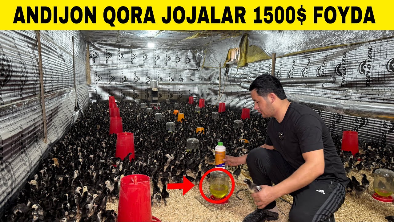 ANDIJON QORA JOJALAR SOTUVGA TAYOR/ 1000$ 1500$ FOYDA 1 OYDA - YouTube