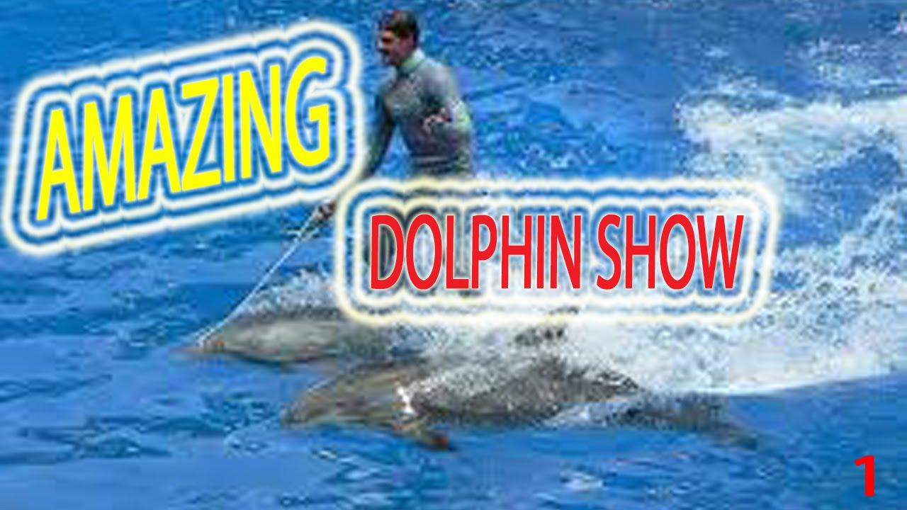 Amazing Intelligence Dolphin Show | Amazing Dolphin Behavior Videos ...