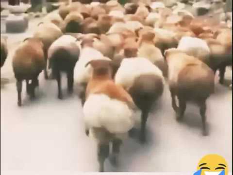 Kıvırtan Koyunlar (gaça gaça gelerem versiyon)