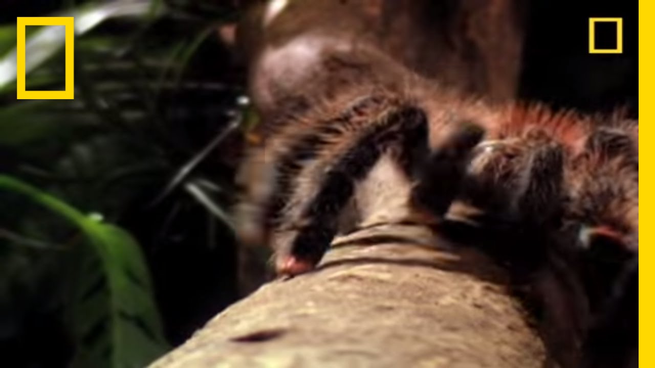 World's Biggest Spider | National Geographic - YouTube