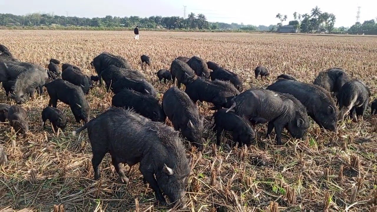 Amazing pigs videos in beautiful village natural mud - YouTube