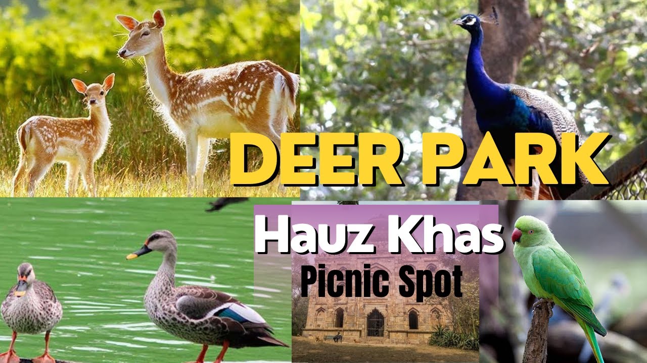 Deer Park Delhi Hauz Khas Village Best Place To Visit In Delhi deer-park-delhi-hauz-khas-village-best-place-to-visit-in-delhi