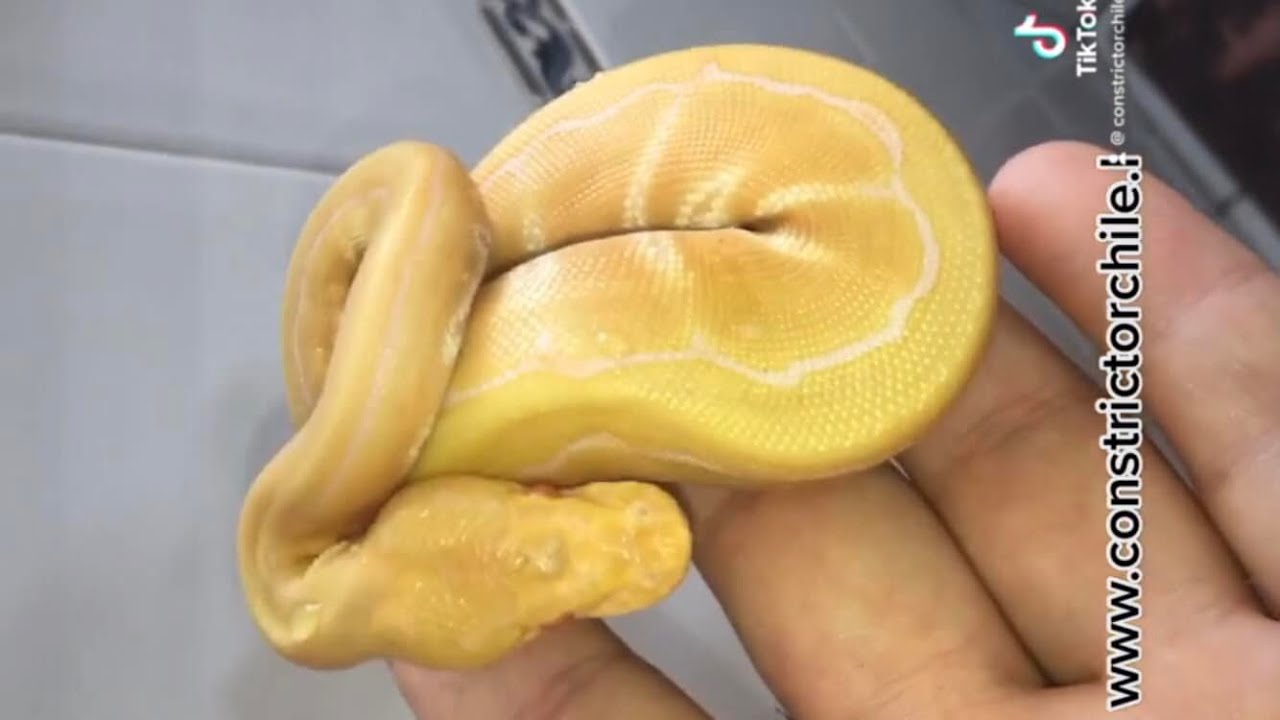 pitón bola fase albino pintripe (python regius) nacida en www.constrictorchile.cl - YouTube