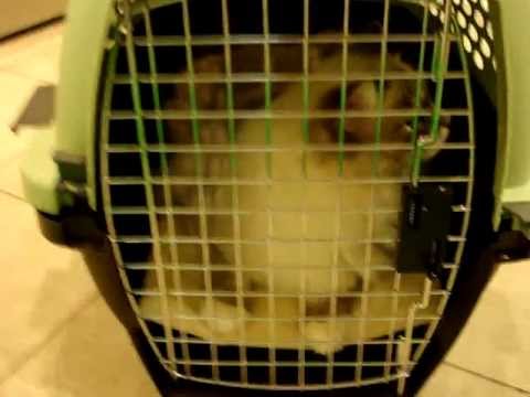 Petmate Kennel Pad Review - ねこ - ラグドール - Floppycats - YouTube