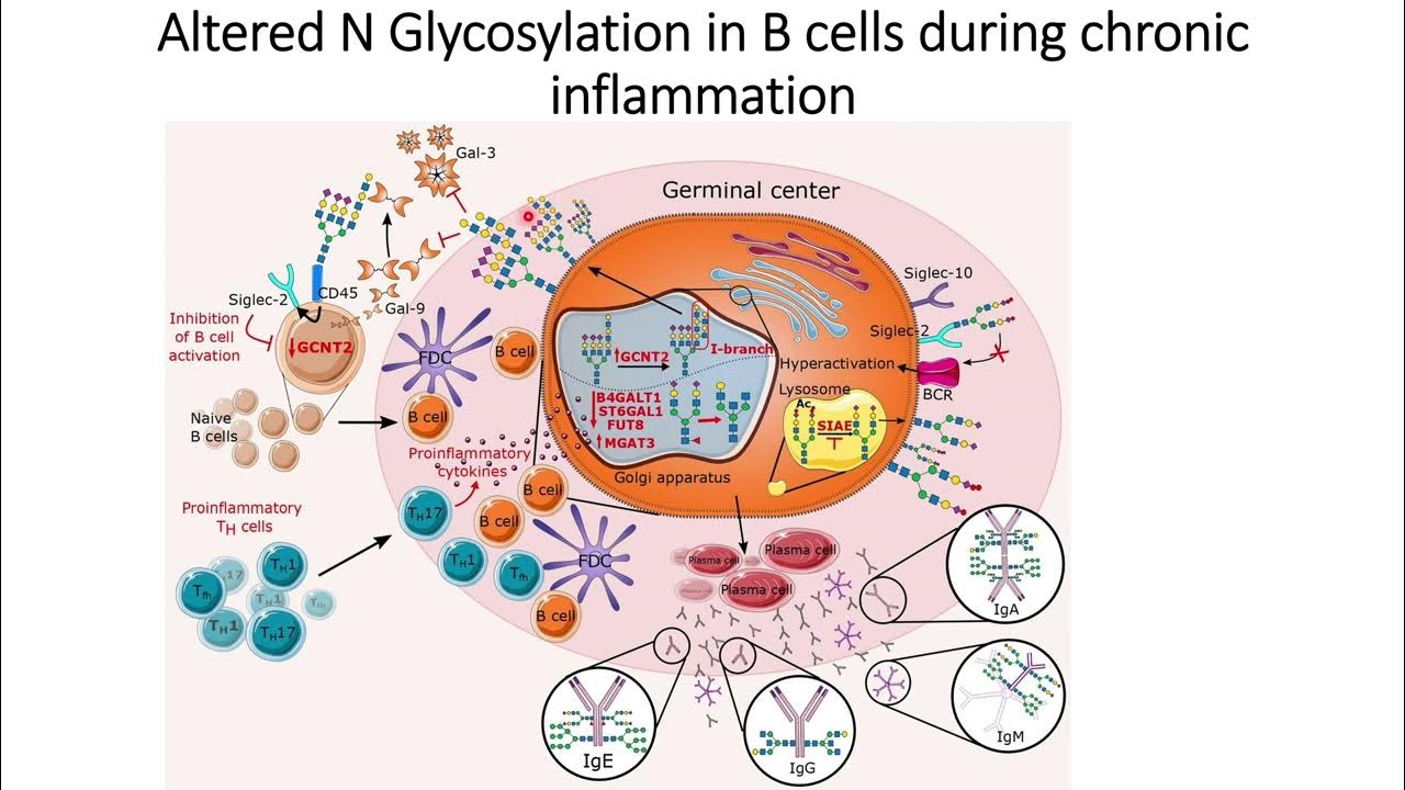 N-Glycosylation alteration in B-cells (adaptive immune cells) during chronic inflammation #Code ...