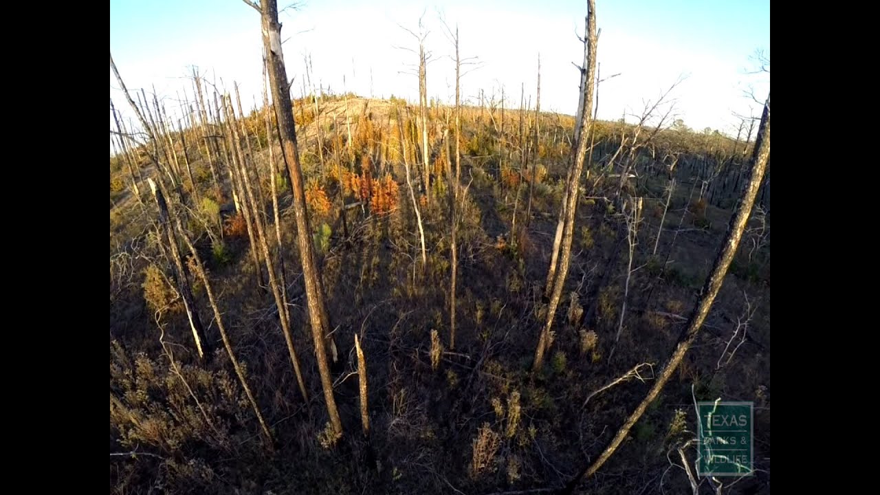 The Benefits of Prescribed Fire - Tips from a Wildlife Biologist - YouTube