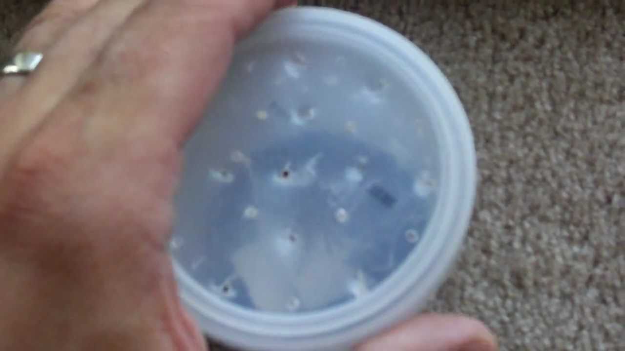 OBT spiderling - YouTube