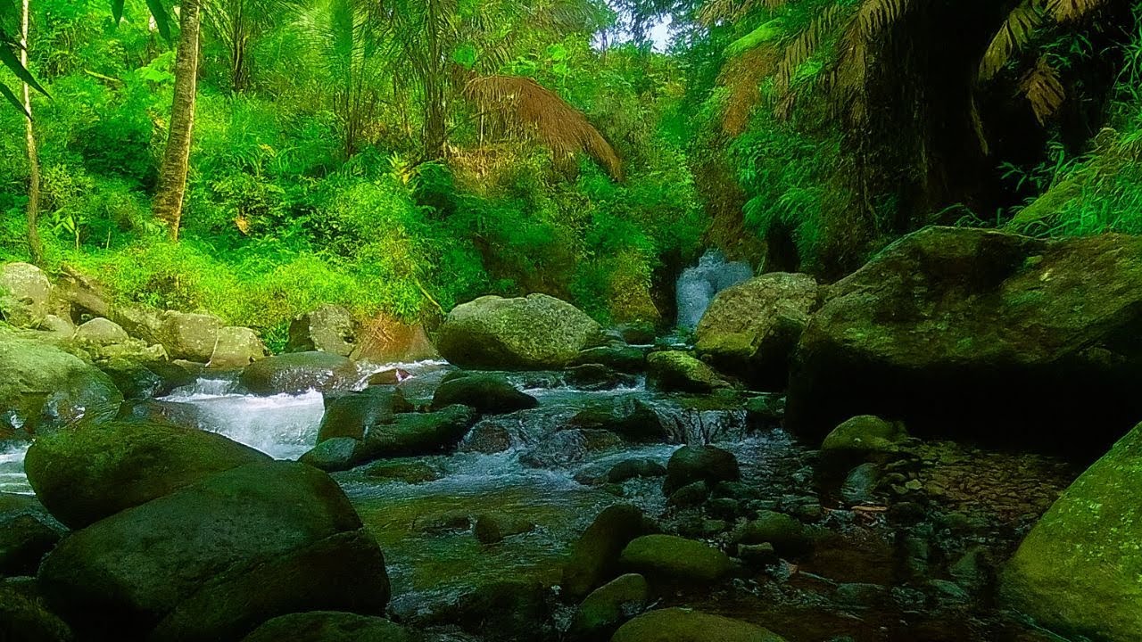 Calm Forest River Flow with Beautiful Nature Views – Relax, Unwind, and ...