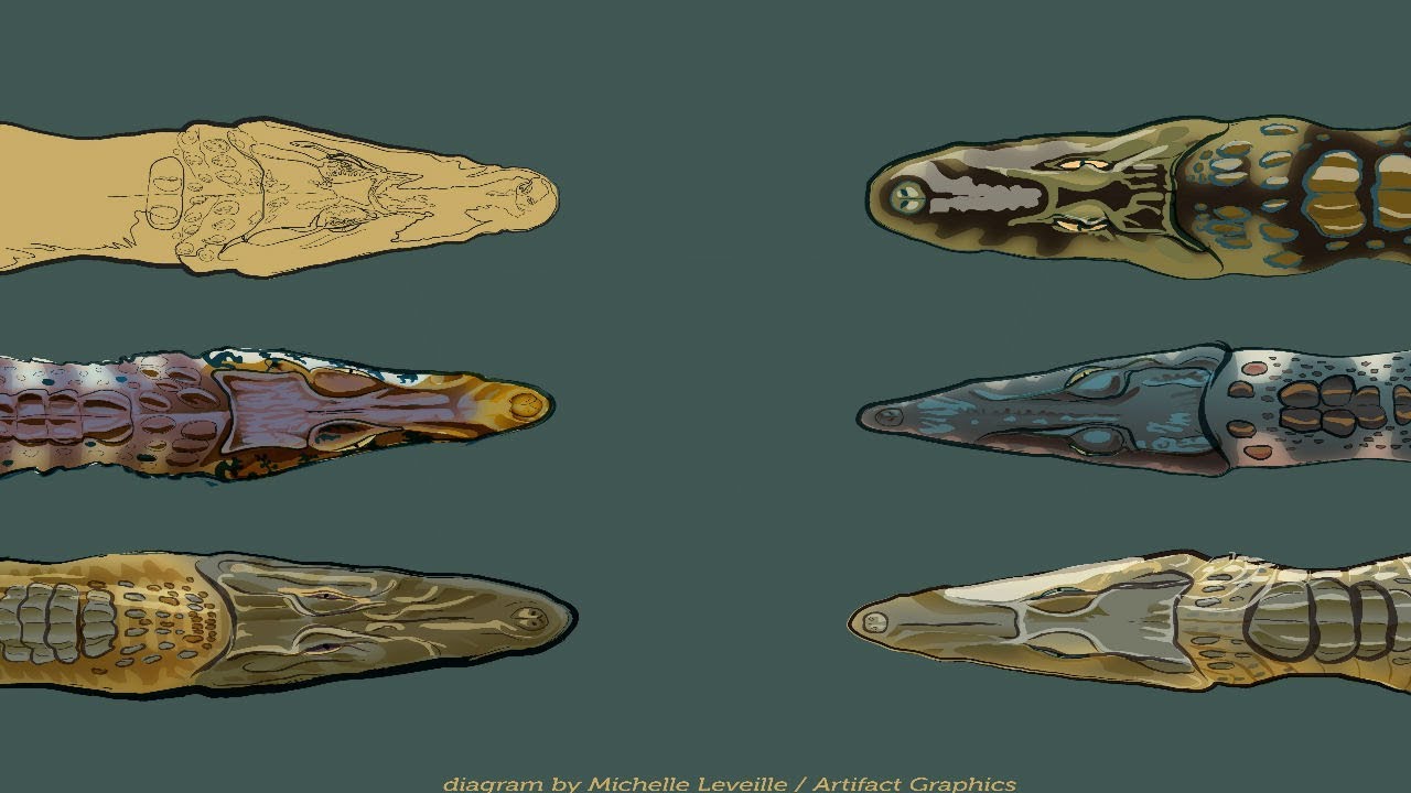 All Caiman Species List - Species List - YouTube