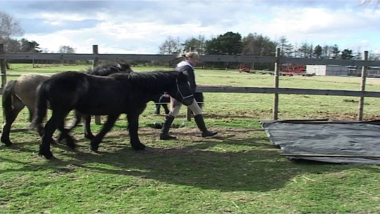 Teaching young Highland ponies to lead - YouTube