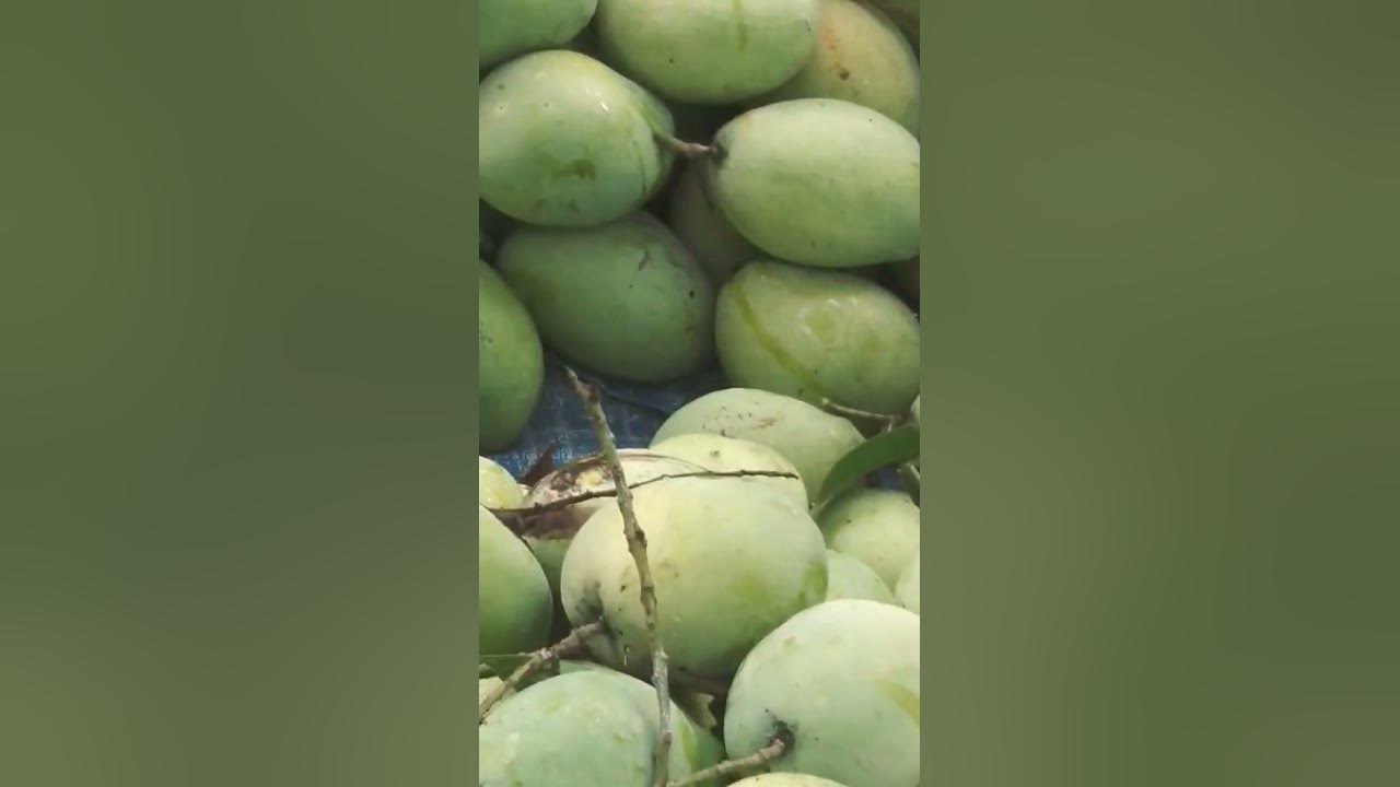 Alhamdulillah panen buah mangga #tkiarabsaudi #culerahayu - YouTube