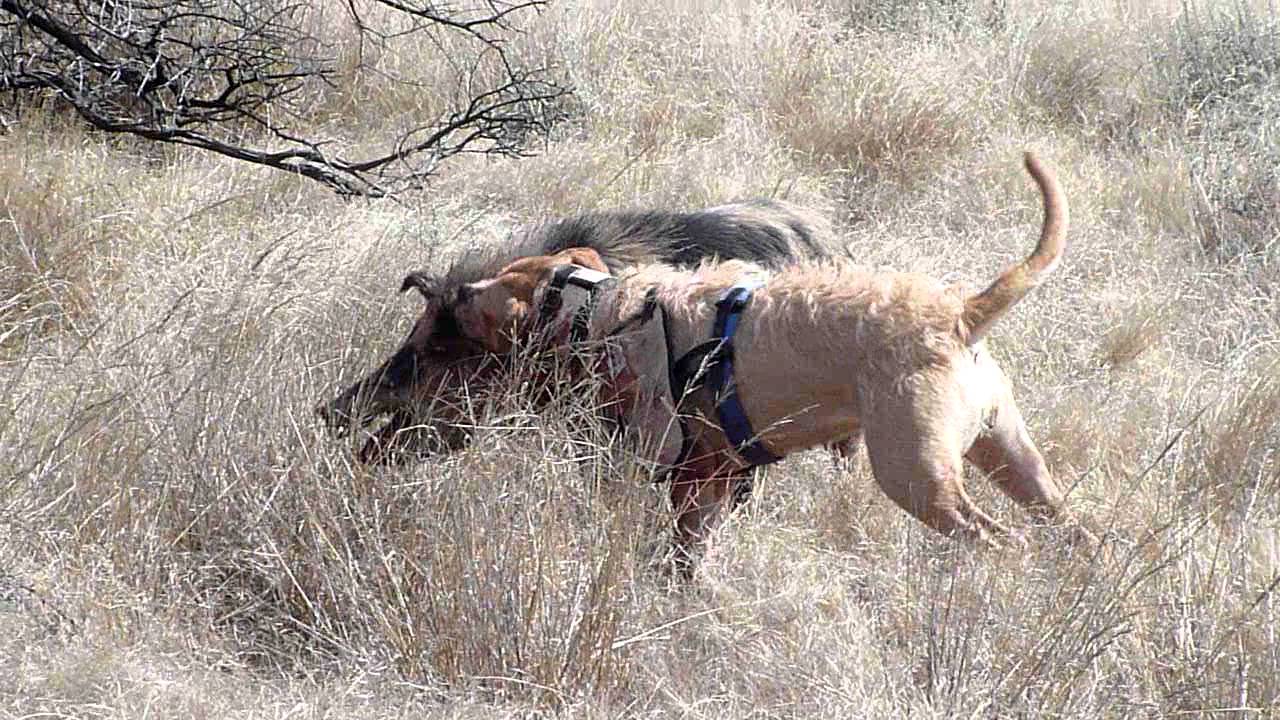 pig hunting QLD - YouTube