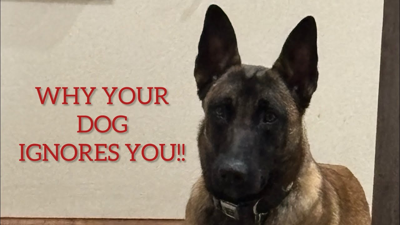 Your Dog Ignores Commands Because You Skipped This - YouTube