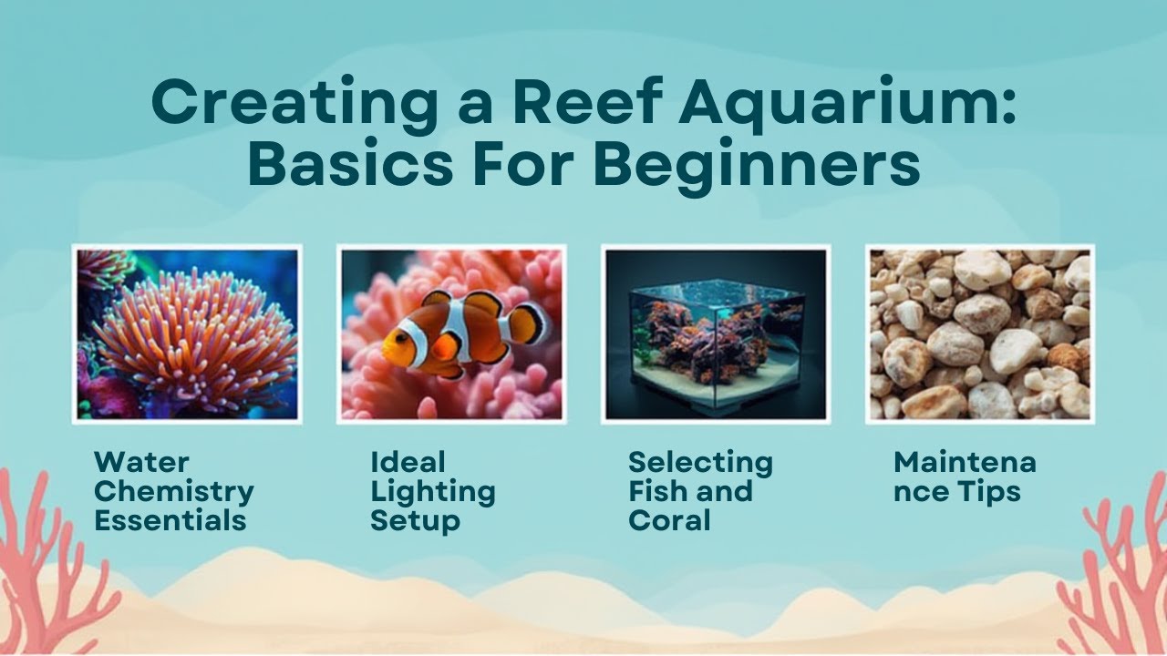 Creating a reef aquarium: Basics for beginners - YouTube