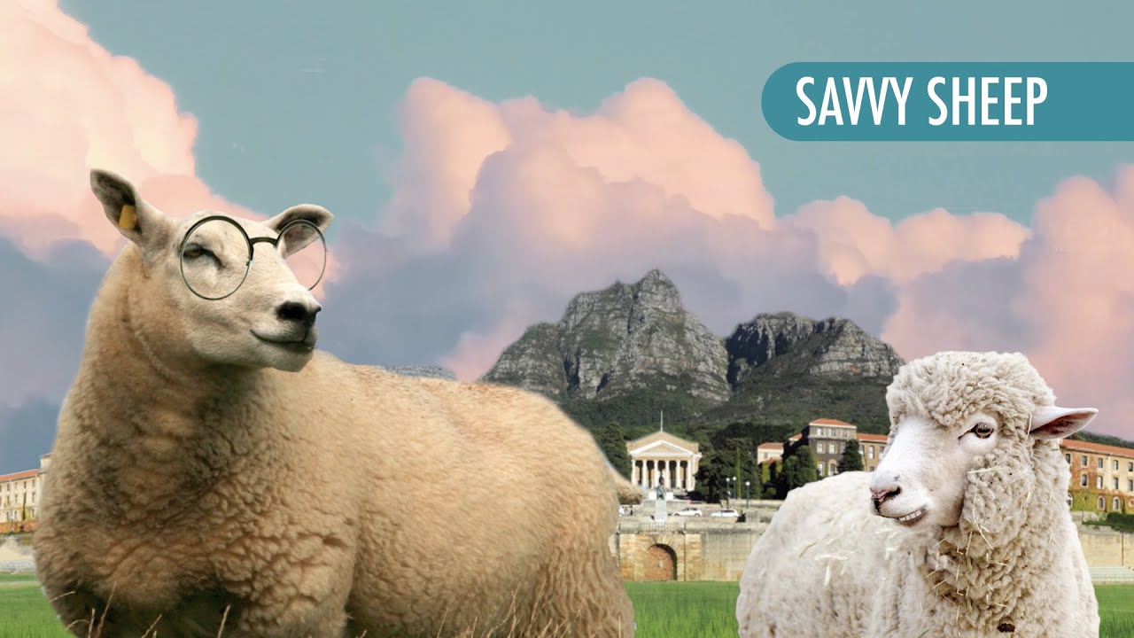 Introducing Savvy Sheep - YouTube