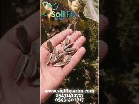 BİOZER BİTKİSEL MENŞELİ SIVI ORGANİK GÜBRE ÇEKİRDEK KULLANIMI ÇİFTÇİ VİDEOSU