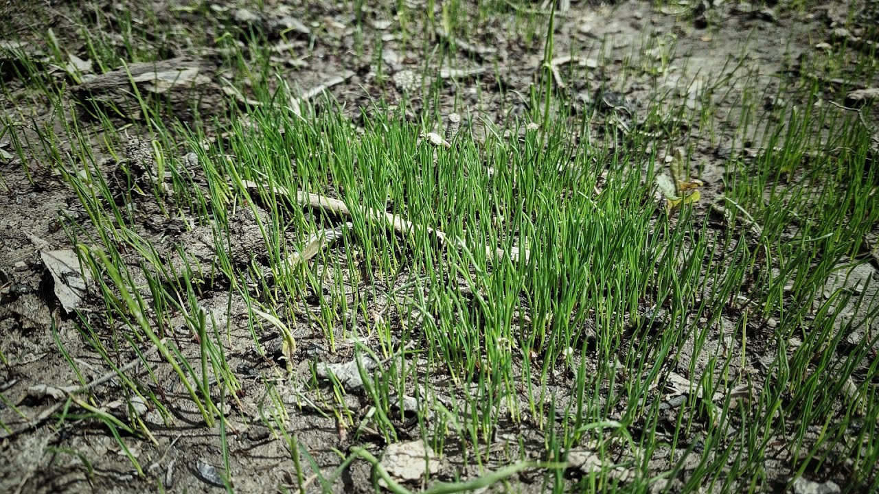 Spring Lawn SEEDING // 3 Week Results // 2nd Application - YouTube