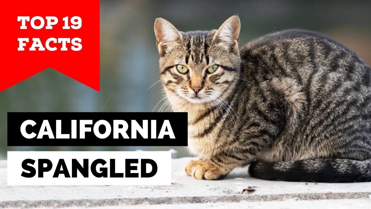 99% of California Spangled Owners Don't Know This! - YouTube