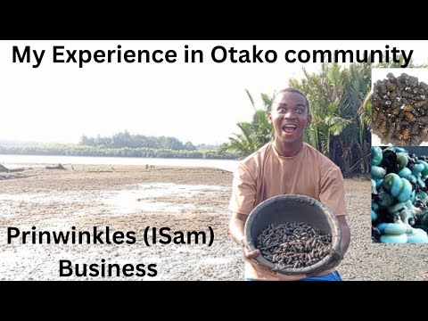 Harvesting Periwinkles (ISam) in Otako: My Journey Into the Lucrative ...