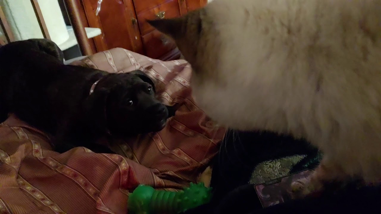 Puppy barking at cat and does nothing - YouTube