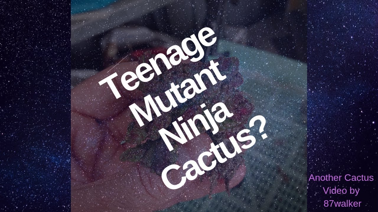 New Cactus Addition - MUTANT Cactus! - YouTube