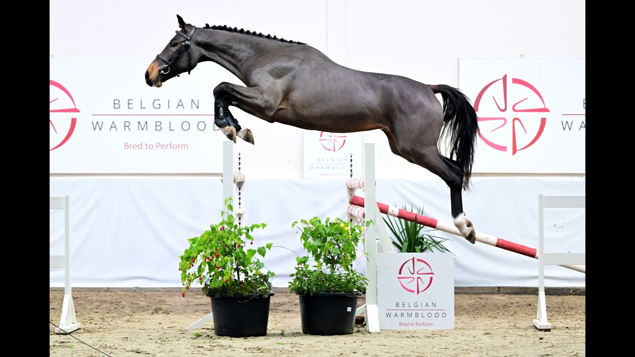 HAPPY VAN DEN AARD Z (HEARTBEAT x LE BLUE DIAMOND VAN 'T RUYTERSHOF ...