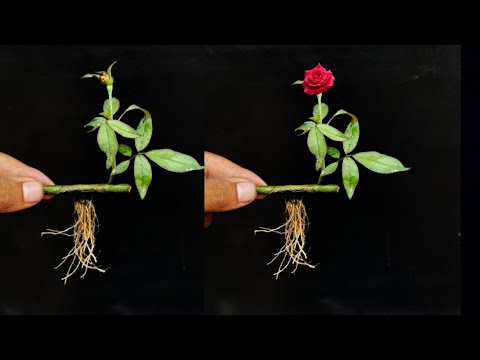 how to propagate roses in water fast rooting | breeding rosa - YouTube