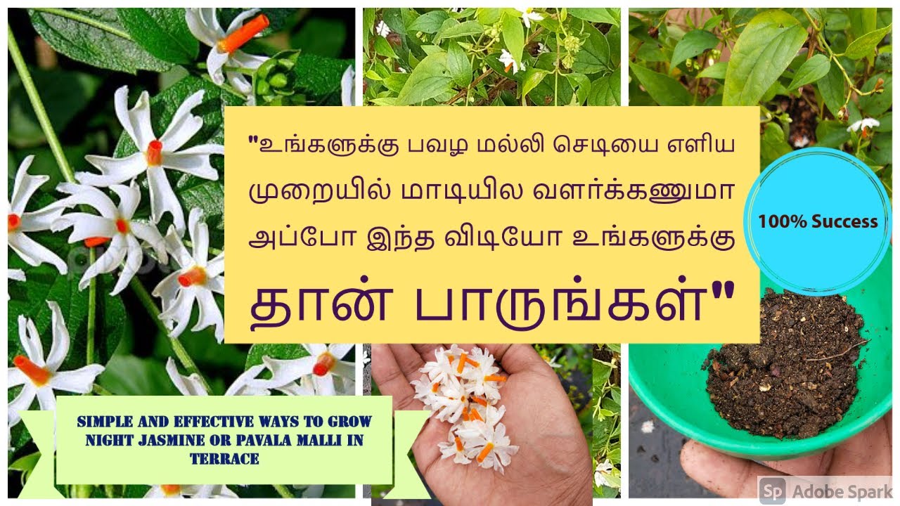 பவளமல்லி செடியை மாடியில் வளர்க்க சில முக்கியமான tips|| Grow night ...