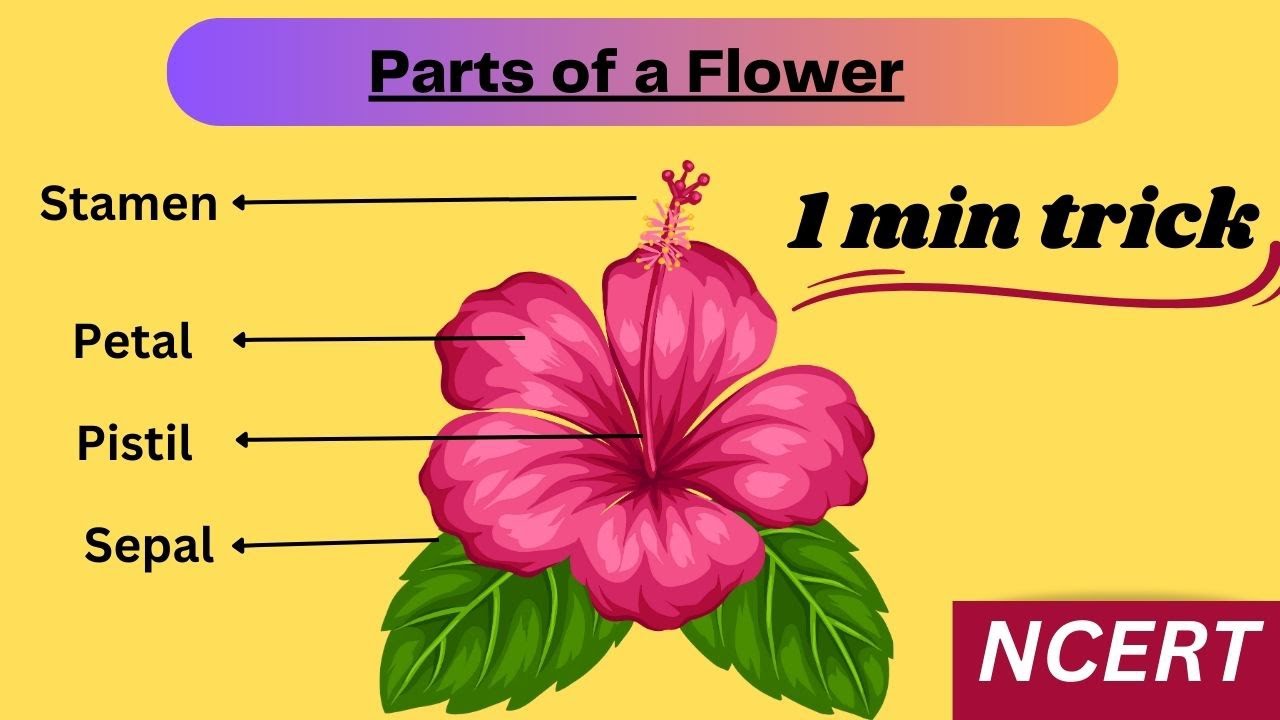 Parts of a Flower with labelled Diagram without using eraser | 1 min ...