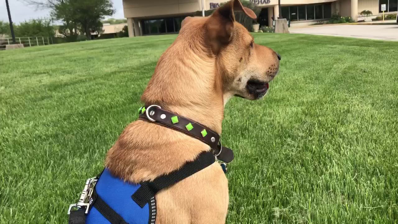 2-Legged Therapy Dog Deuce is Sharing Happiness #shapeofhappiness - YouTube